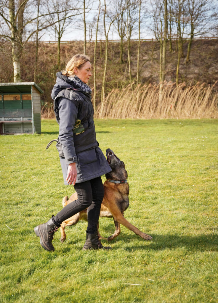 Hoe leren honden - HSV